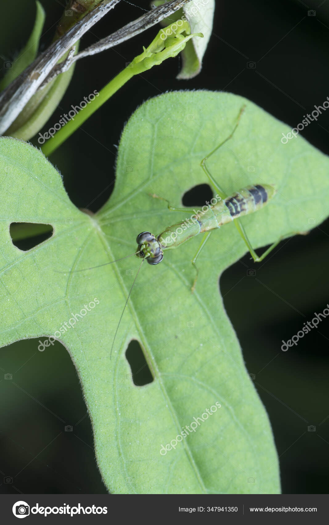 Close Shot Tiny Baby Nymph Praying Mantis — Stock Photo © sweemingyoung ...