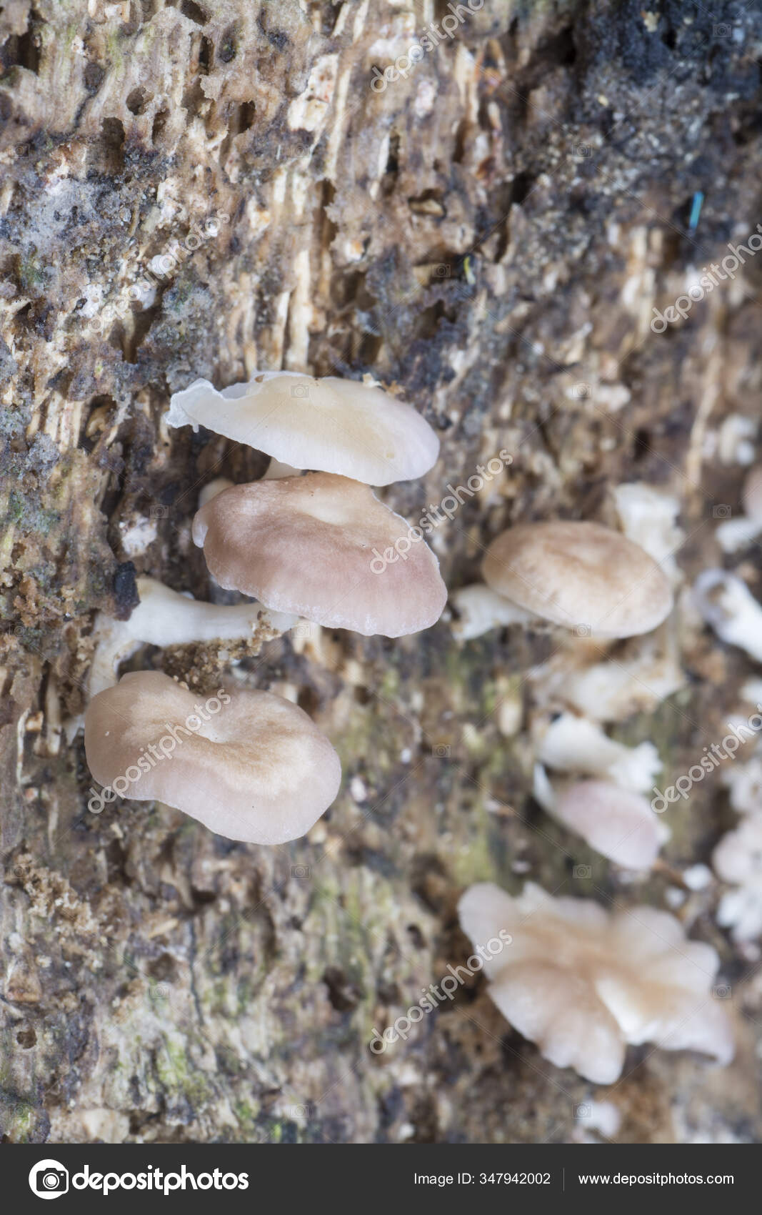 Clusters Rotting Inedible White Fungi Dead Tree Trunk — Stock Photo © sweemingyoung #347942002