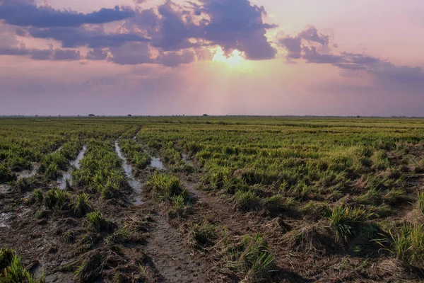 Wet Paddy Field Farm Scene Rain Stock Photo by ©sweemingyoung 620822420