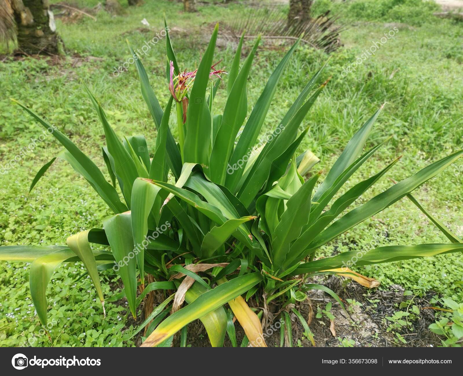 Crinum Asiaticum Bulb
