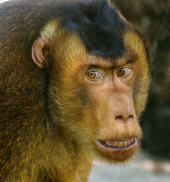 Macaque mask fotos de stock, imágenes de Macaque mask sin royalties ...