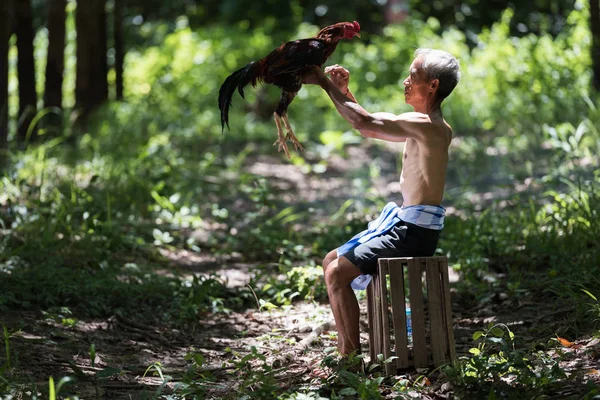 man training chicken for fighting Is a way of life in the popula ...