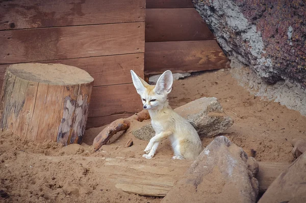 Fennec fox Stock Photos, Royalty Free Fennec fox Images | Depositphotos
