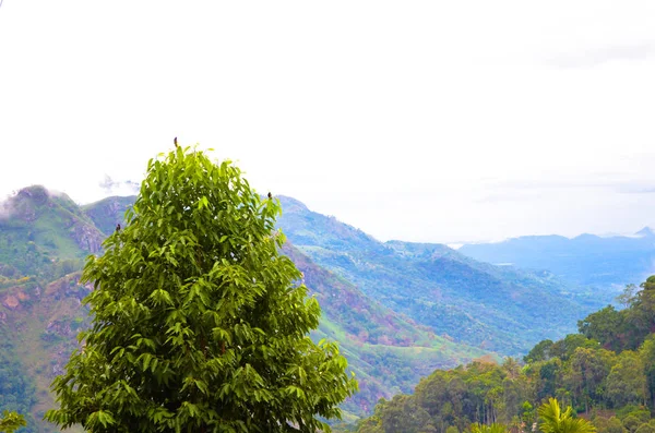 Badulla district Stock Photos, Royalty Free Badulla district Images ...