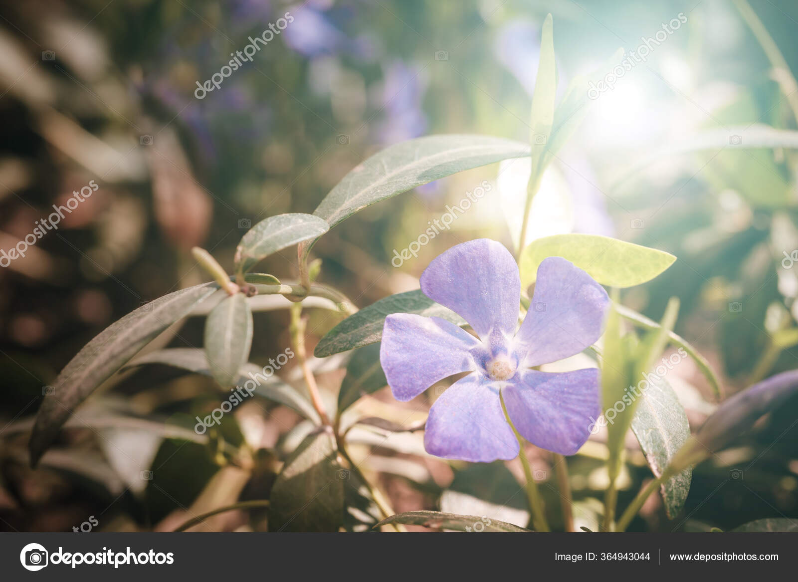 Large Flowers Vinca Vinca Minor Evergreen Perennial Herb Used ...