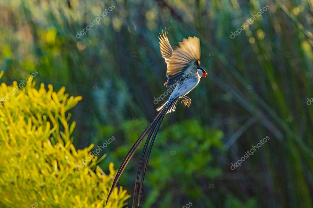 Pin-tailed whydah (Vidua macroura), en vuelo con las alas arriba y con ...