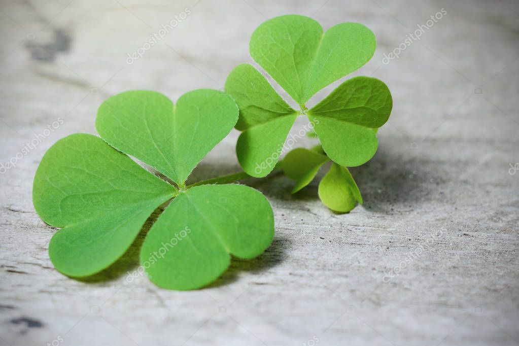 Macro Three leaf clover on rustic wooden table. Shamrock plant is ...