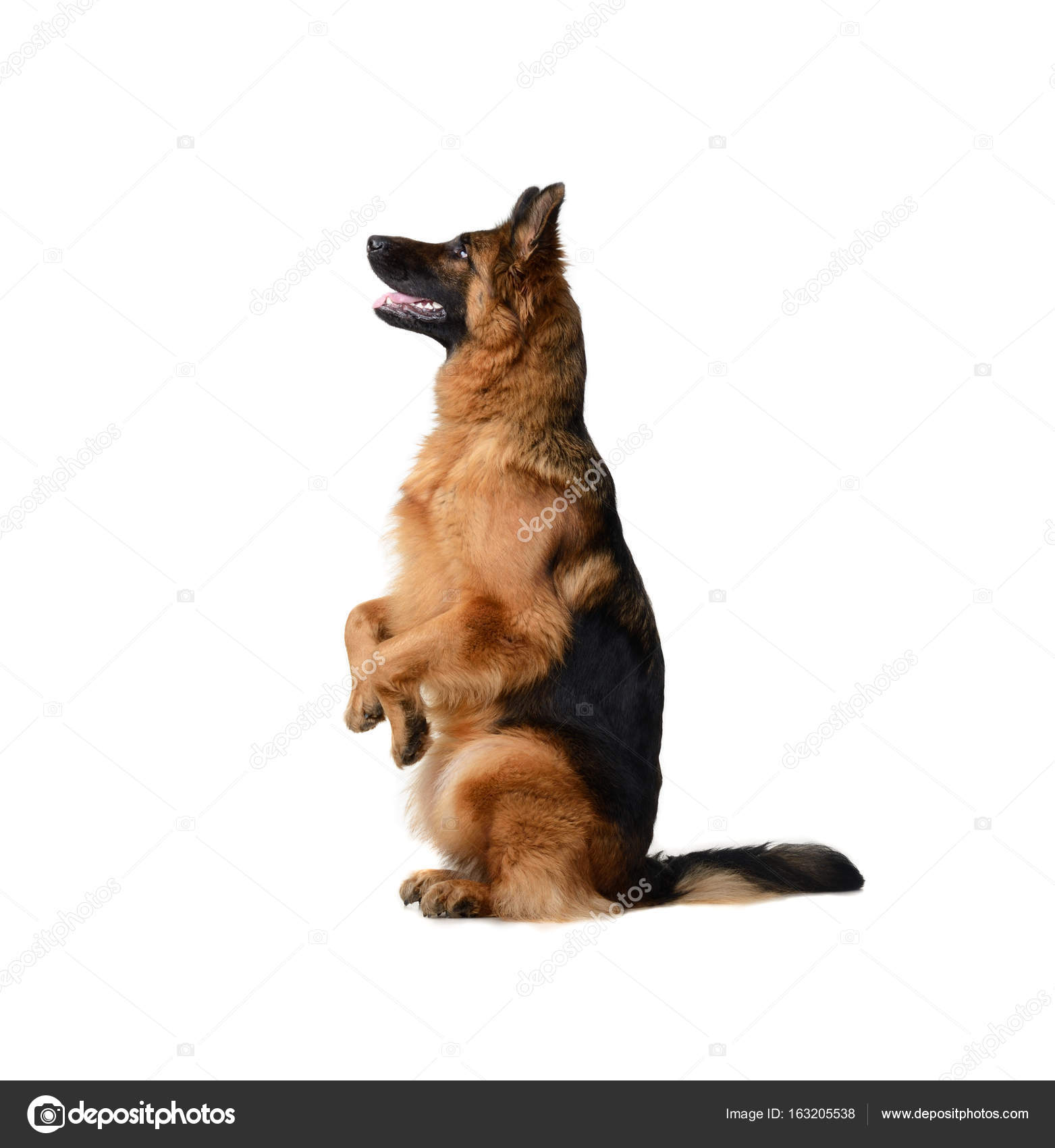 Portrait of a Young German Shepherd Dog Standing on its hind legs ...