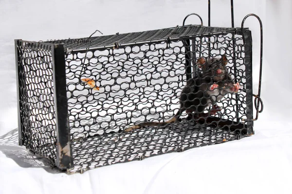Rat trap Stock Photos, Royalty Free Rat trap Images | Depositphotos