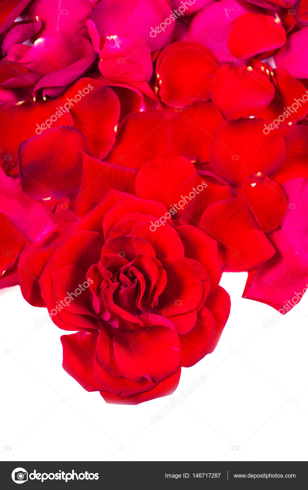 Red Rose petals ⬇ Stock Photo, Image by © Zakharova #146717287