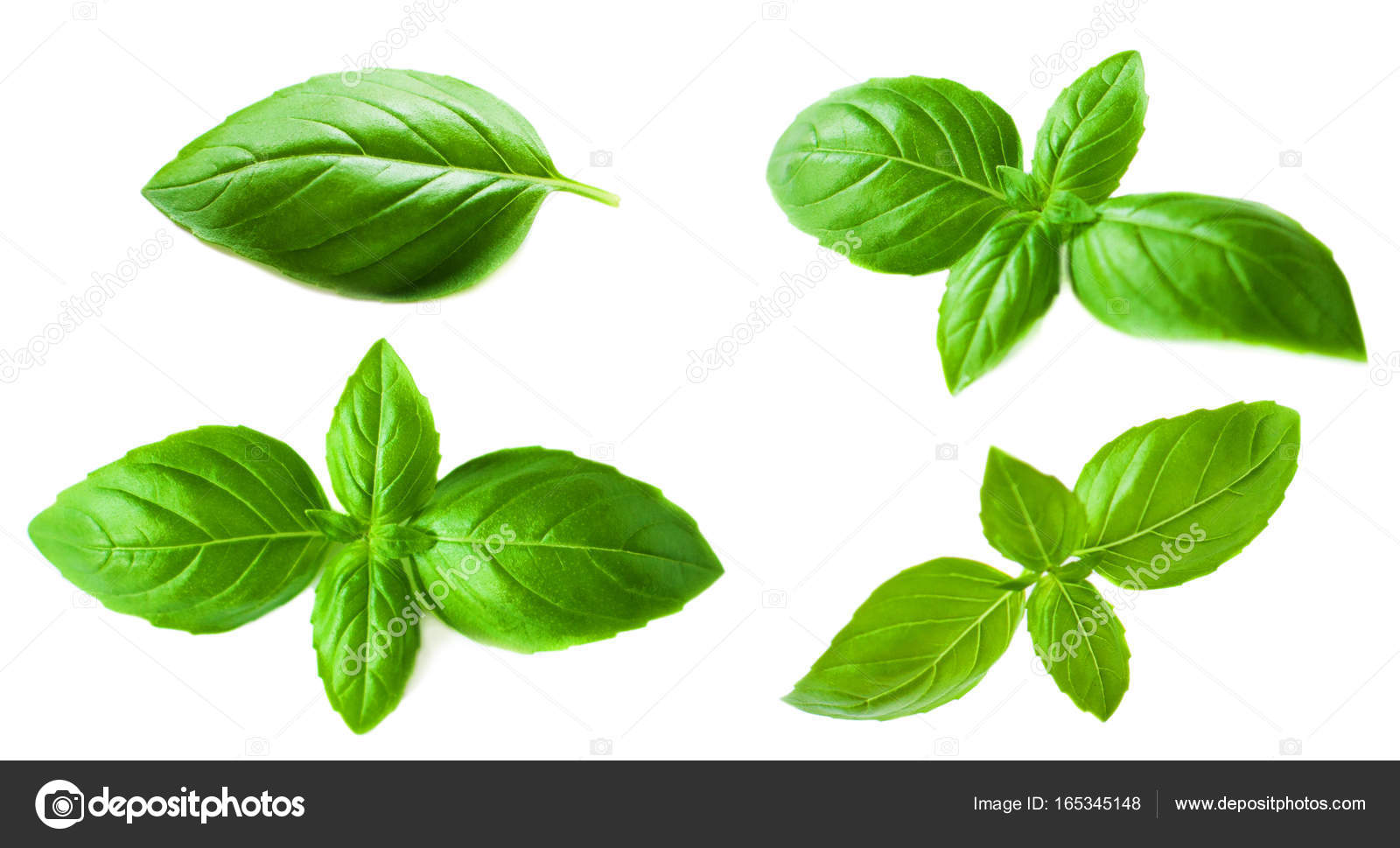 Set of Basil leaves Stock Photo by ©Zakharova 165345148