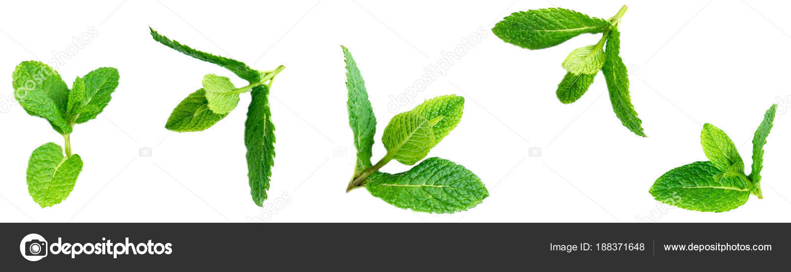 Fresh Mint Leaves Pattern Isolated White Background — Stock Photo ...
