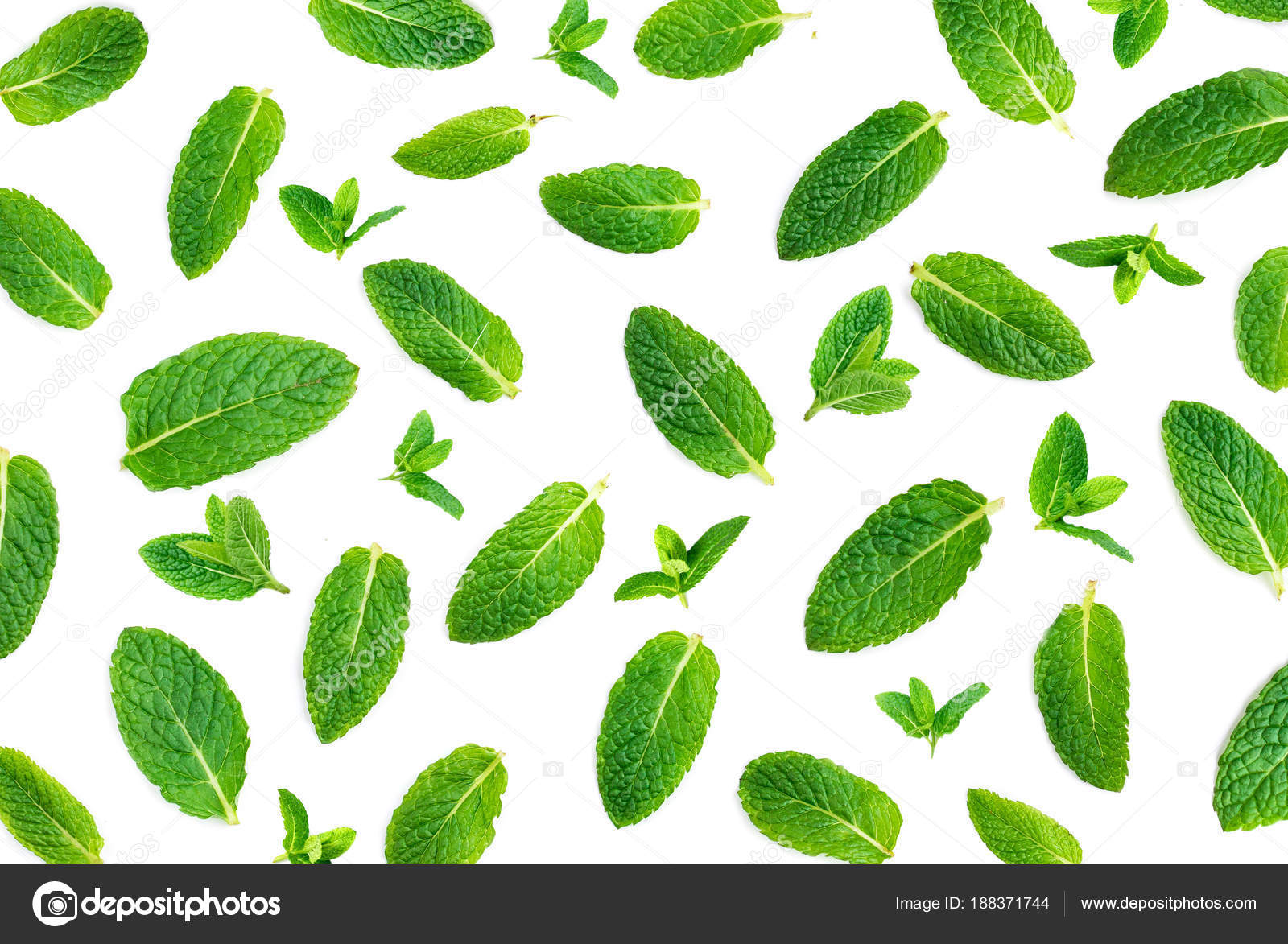Mint Leaf Pattern