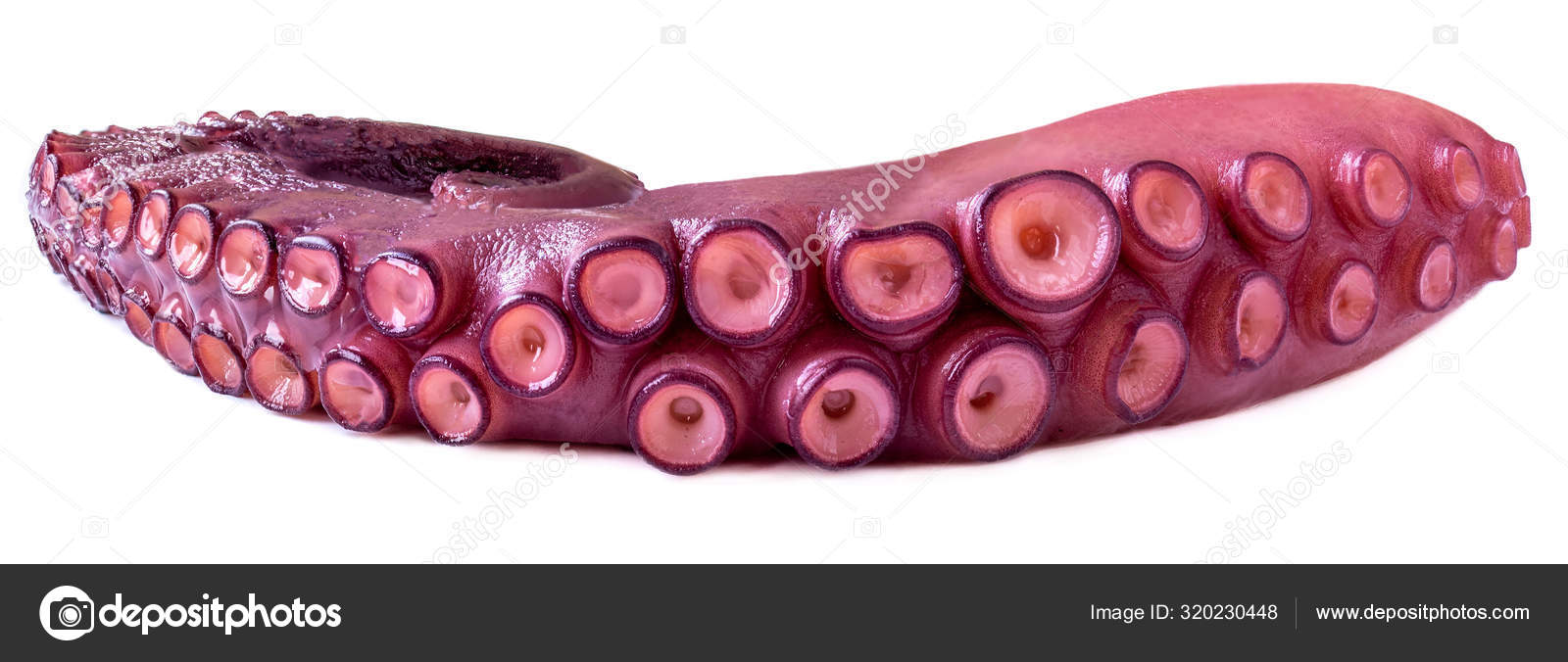 Tentacles of octopus isolated on white background closeup. Sea Stock ...