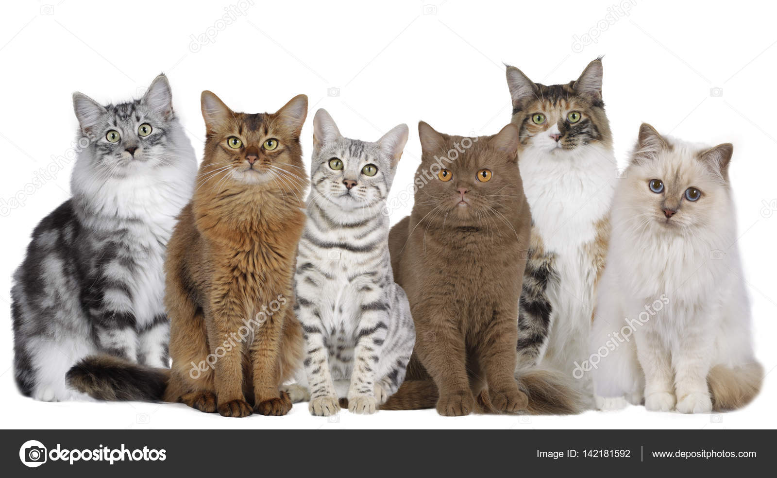 Six cats in a row isolated — Stock Photo © absolutimages #142181592