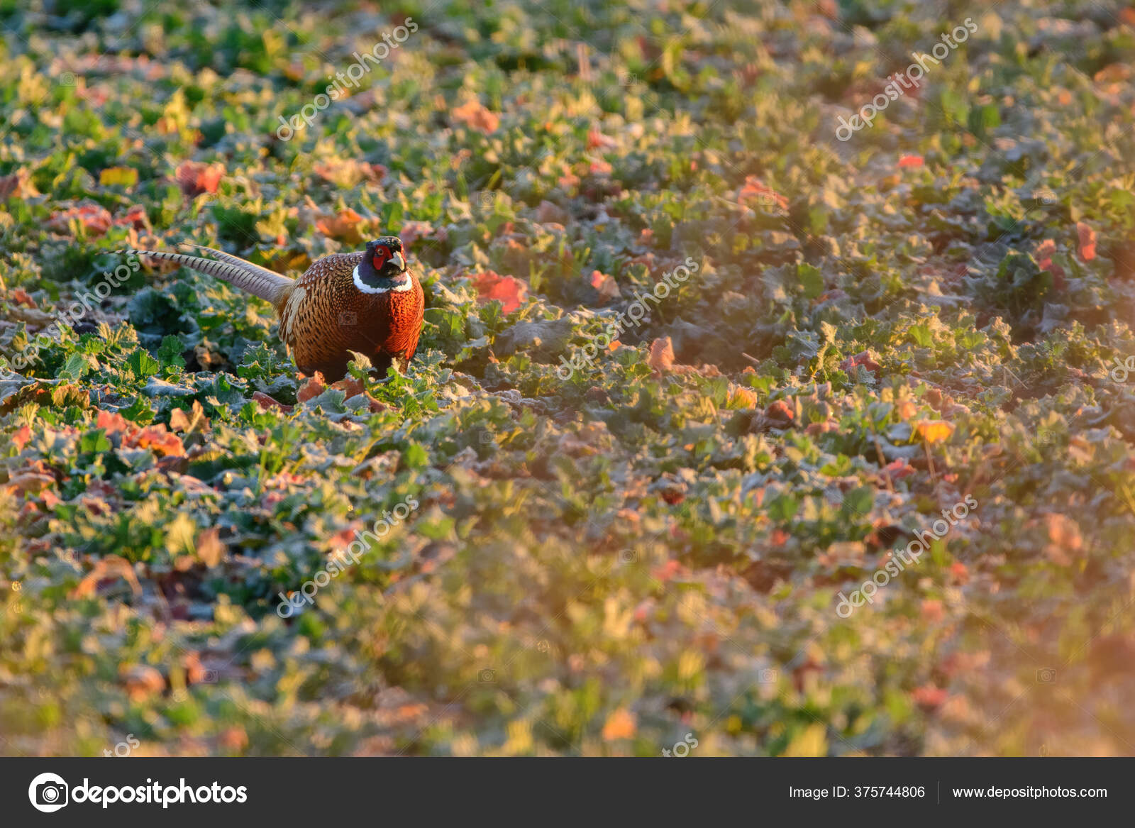 Pájaro Faisán Macho Prado: fotografía de stock © linux1987 #375744806 ...