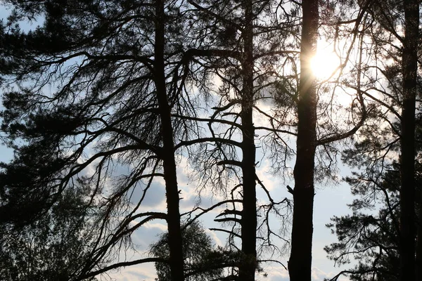 Silueta de bosque de pino Stock Photos, Royalty Free Silueta de bosque ...