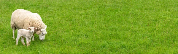 Sheep Stock Photos, Royalty Free Sheep Images | Depositphotos