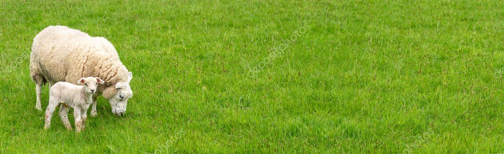 Ovejas Stock Photos, Royalty Free Ovejas Images | Depositphotos