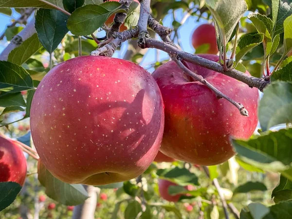 Big apples growing on the apple trees - Stock Image - Everypixel