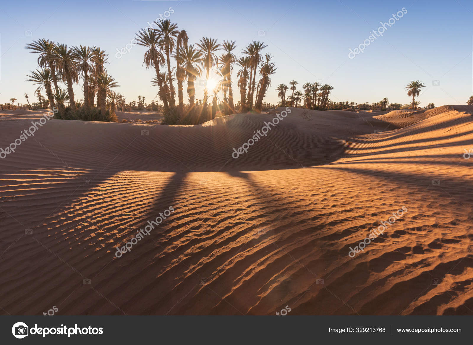 Sahara Desert Date Palm