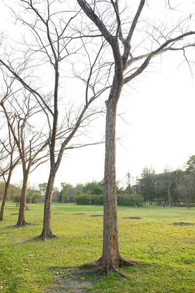 Tree park Stock Photos, Royalty Free Tree park Images | Depositphotos