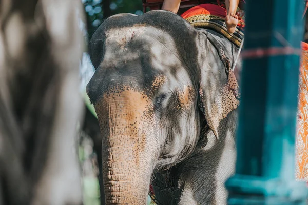 Details of elephant on chains. Elephant exploited for work and tourism ...