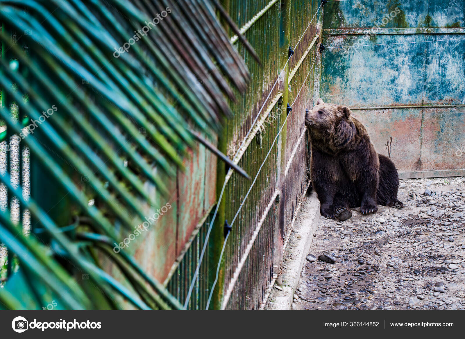 Suffering Bear Zoo Living Conditions Protect Animals Concept — Stock ...