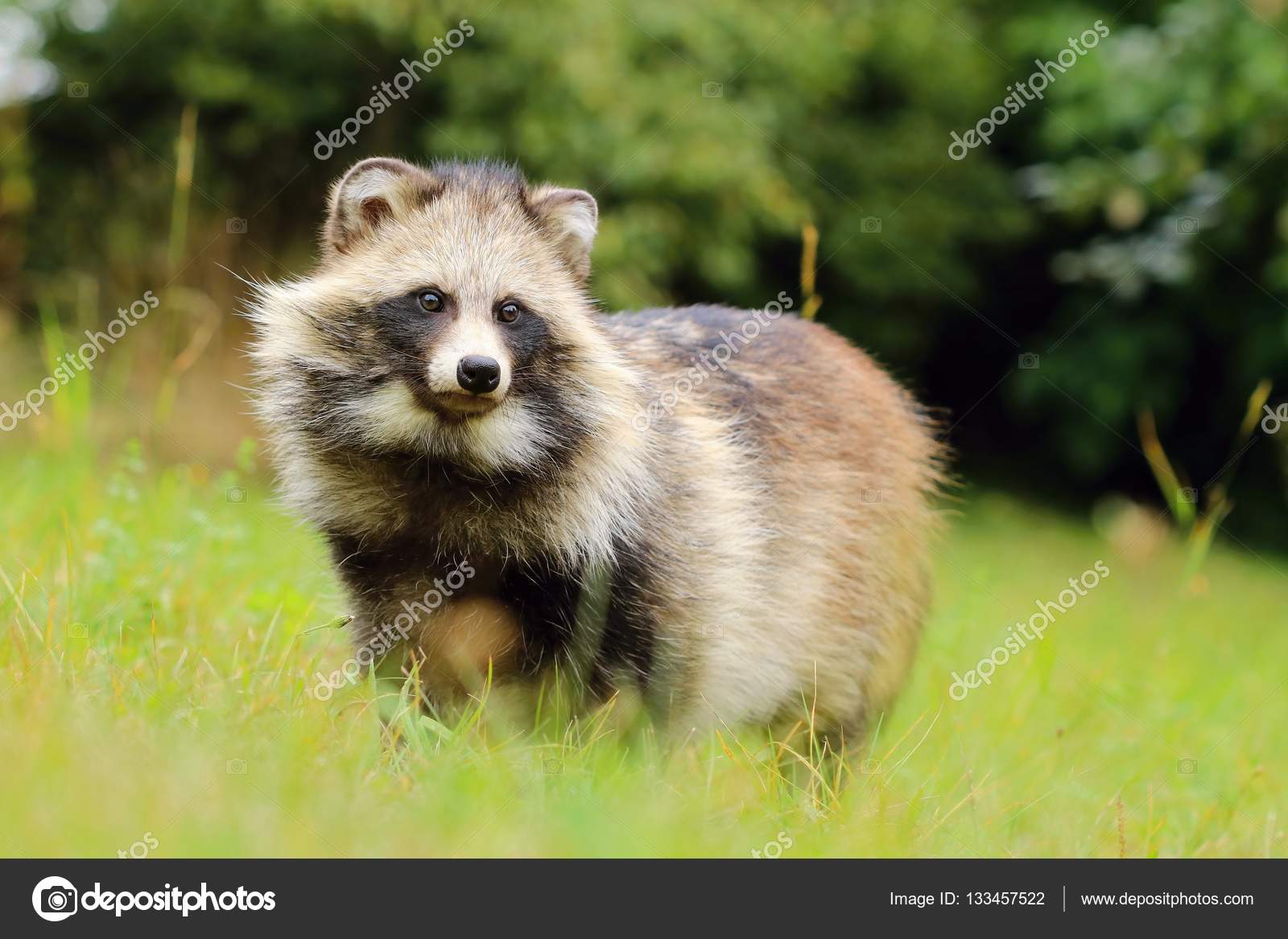 Fat Baby Raccoon