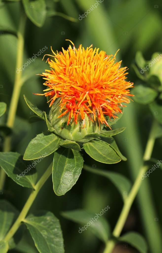 Carthamus tinctorius in blossom — Stock Photo © hlavkom #165679038