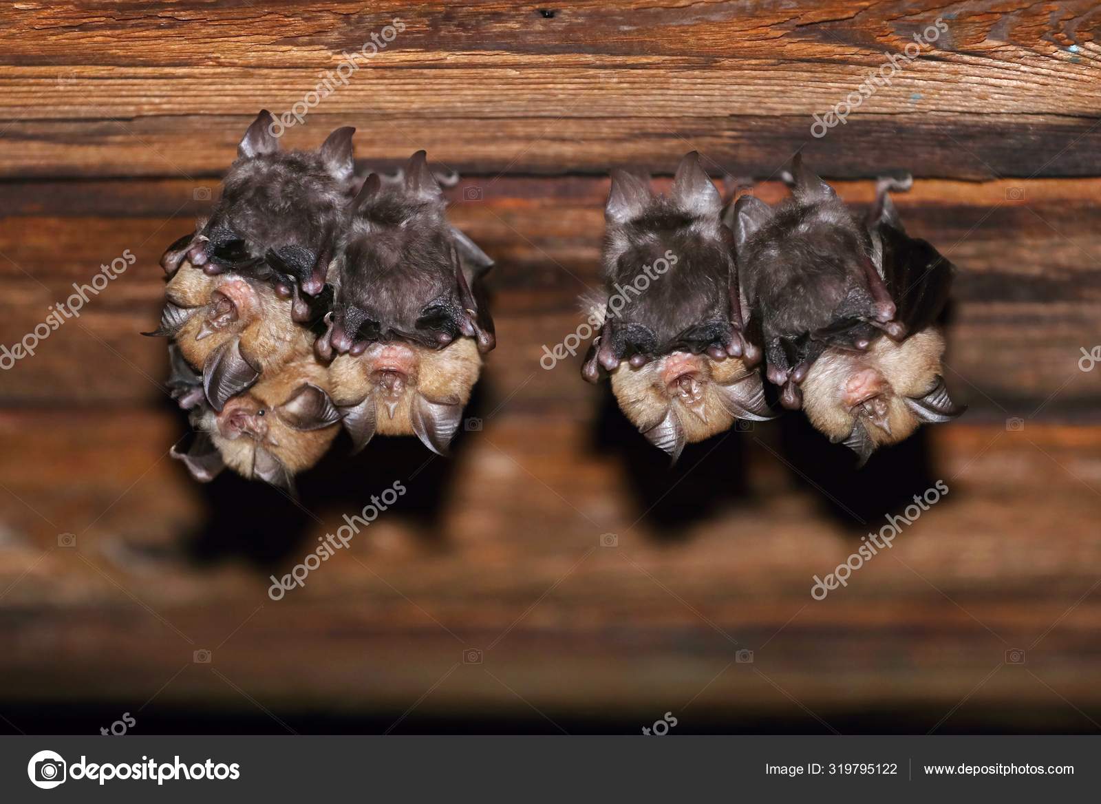 Group Lesser Horseshoe Bats Rhinolophus Hipposideros — Stock Photo ...