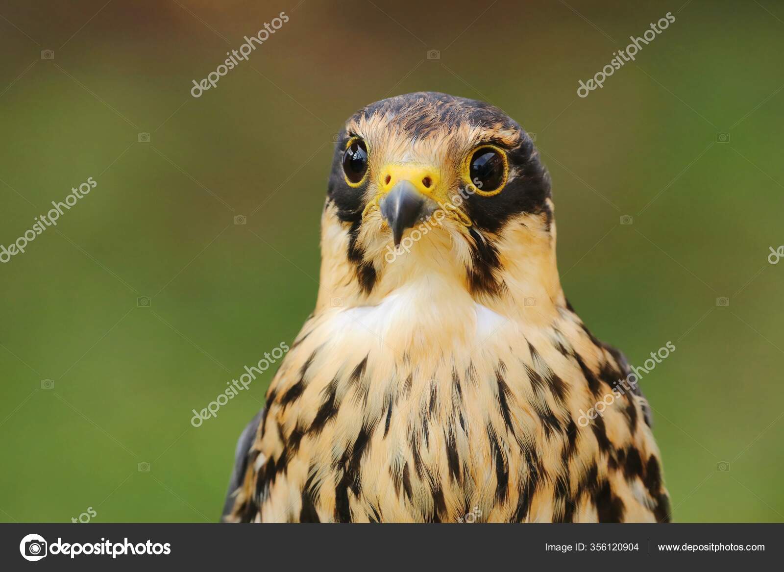 Beautiful Eurasian Hobby Falco Subbuteo — Stock Photo © hlavkom #356120904