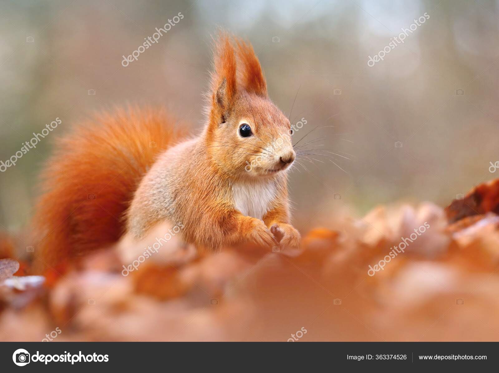 Hairy Red Common Squirrel Sciurus Vulgaris — Stock Photo © hlavkom ...