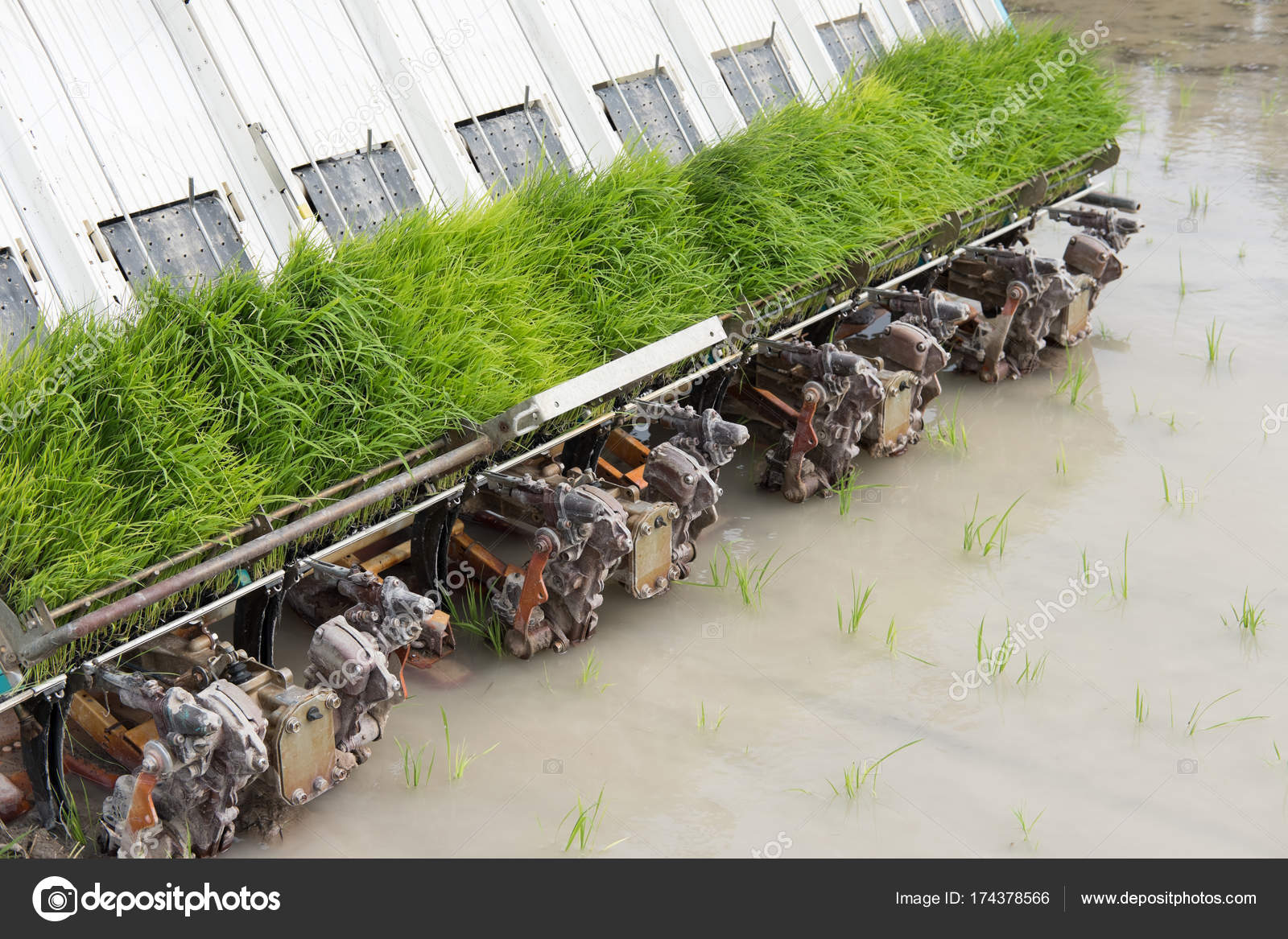 Rice planting machine. Transplant rice seedling on paddy field b Stock ...