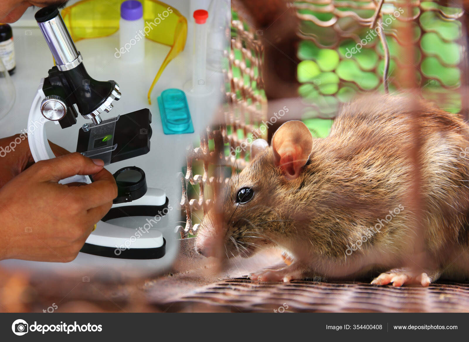 Researcher Microscope Testing Leptosspirosis Rat Trap — Stock Photo ...