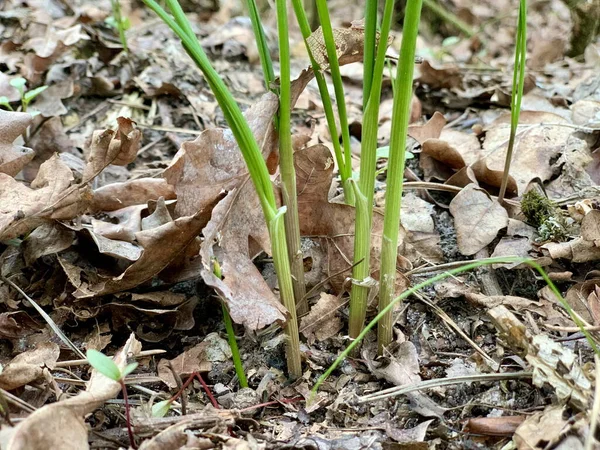 Wild ramps Stock Photos, Royalty Free Wild ramps Images | Depositphotos