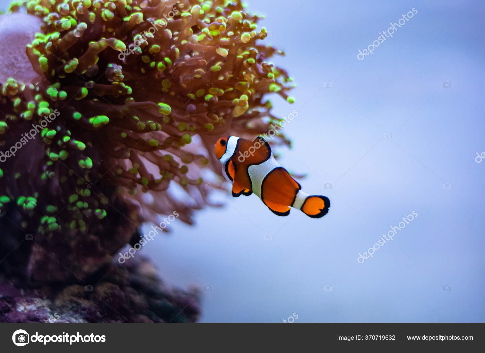 Nemo Clown Fish Aquarium Light Background — Stock Photo © ogipetrovic94 ...