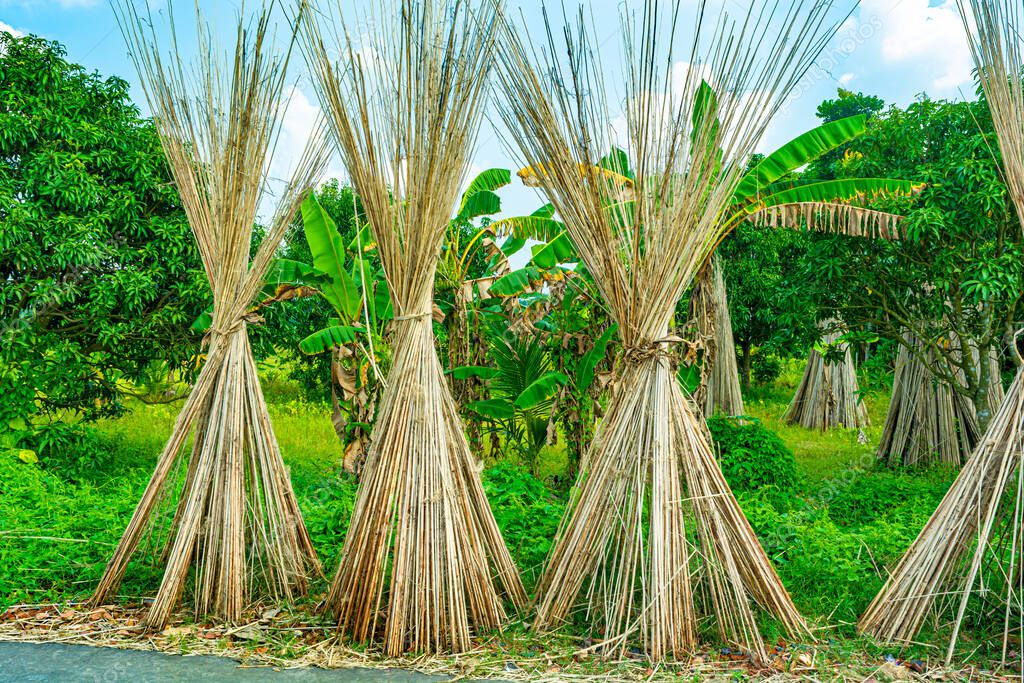 Planta de yute tallos puestos para secar al sol con el cielo y el árbol ...