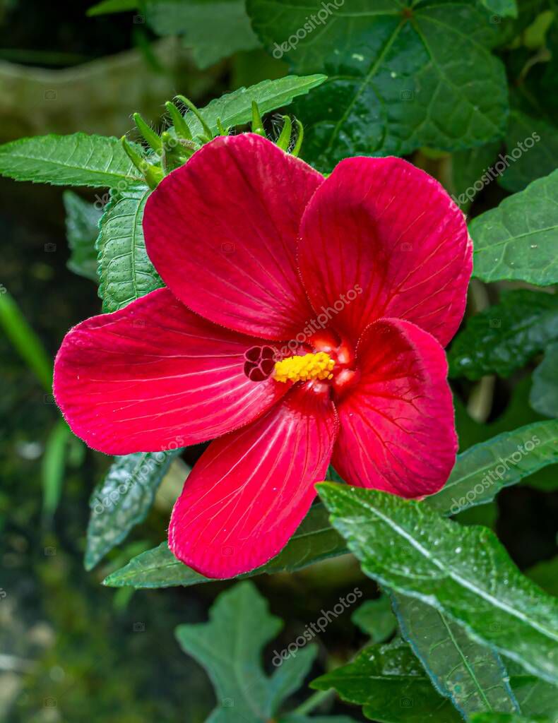 Hermosa flor de cáñamo deccan o hibisco cannabinus que florece en un ...