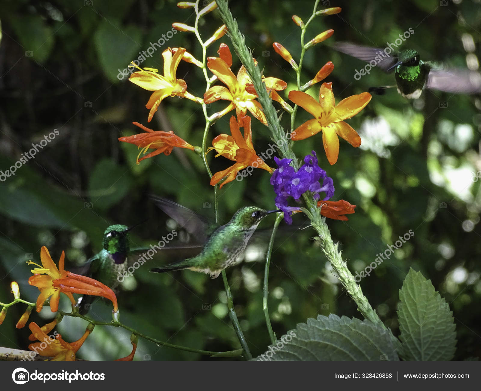 Three different green colored hummingbirds, flying and playing with ...