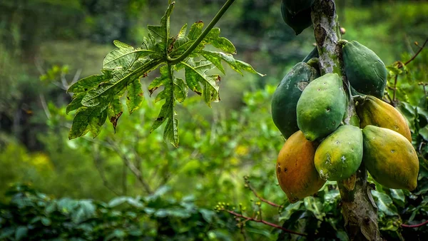 Tangerine tree with small fruits on it and big green leaves Stock Photo ...