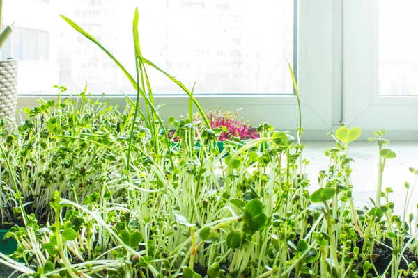 Fresh micro-greens: wheat, clover, radish, turnip, broccoli, mustard ...