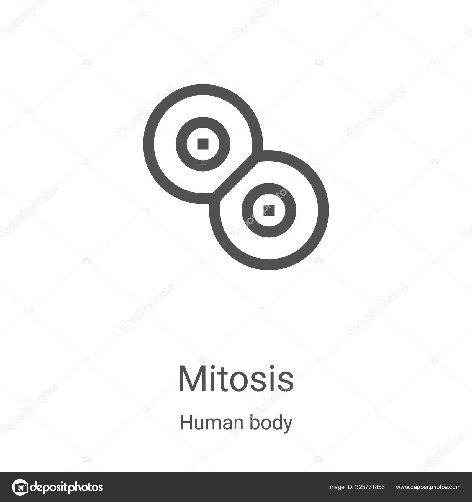 Vector ícono mitosis de la colección del cuerpo humano. Ilustración de vectores de iconos de ...