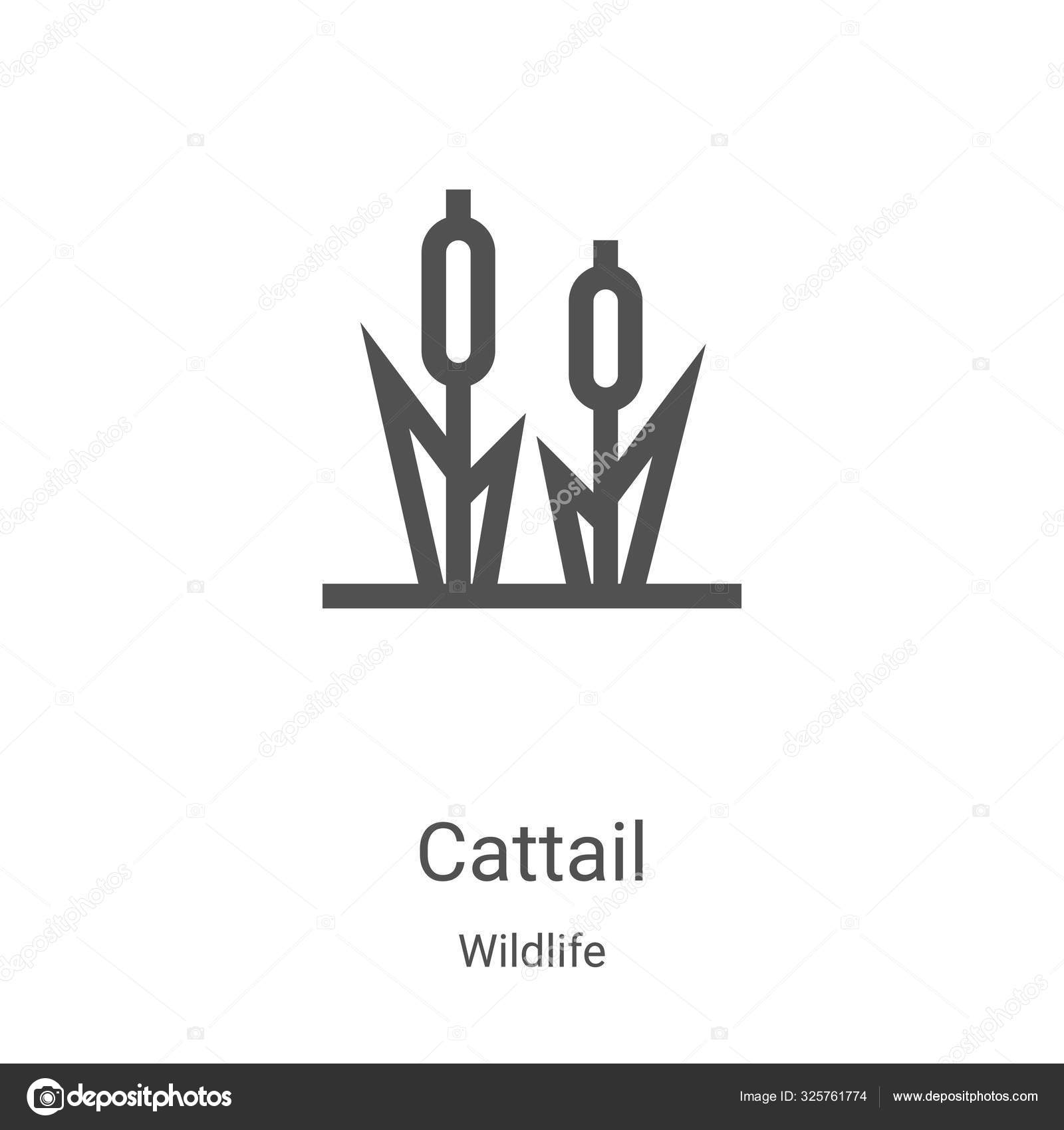 Cattail Icon Vector Wildlife Collection Thin Line Cattail Outline Icon ...