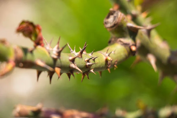 Épines de cactus de saguaro images libres de droit, photos de Épines de ...