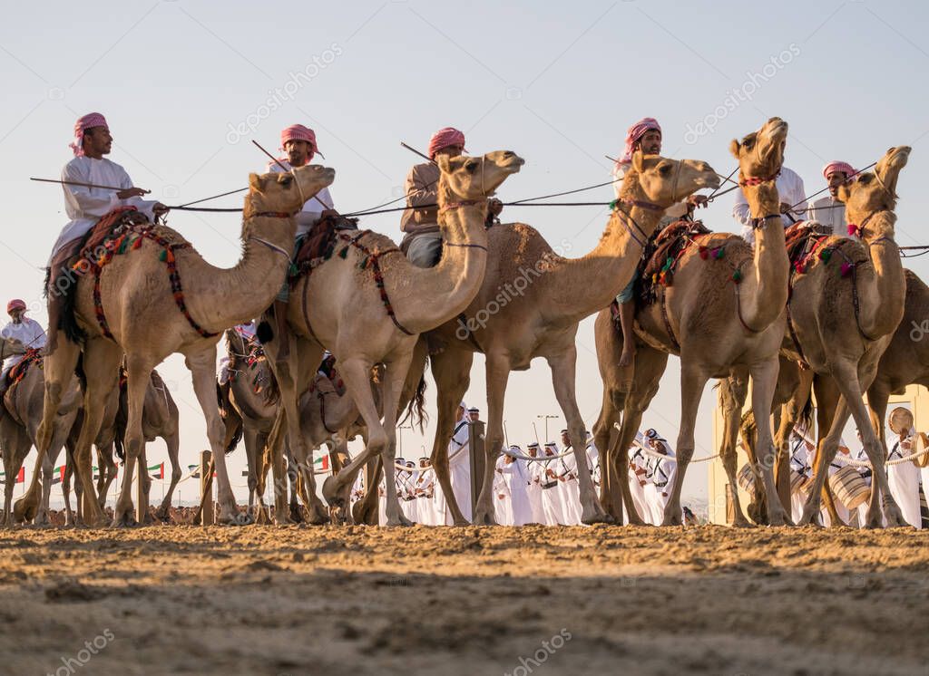 Camel Riders se alinean para competir en el Al Wathba Sheikh Zayed ...