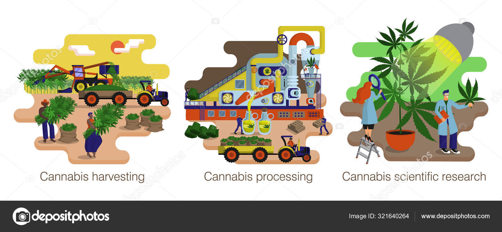 Cannabis, hemp production. Process and manufacturing stages ...