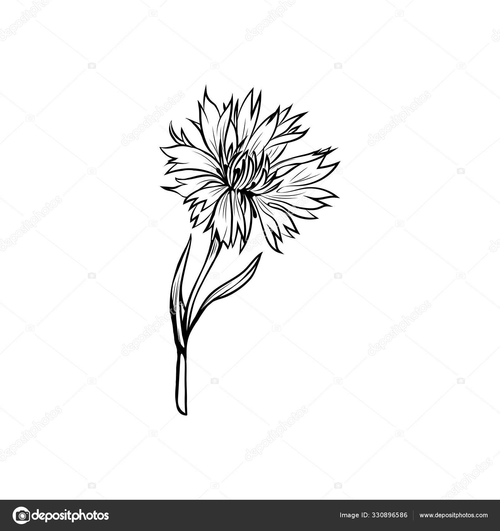 Cornflower Vector