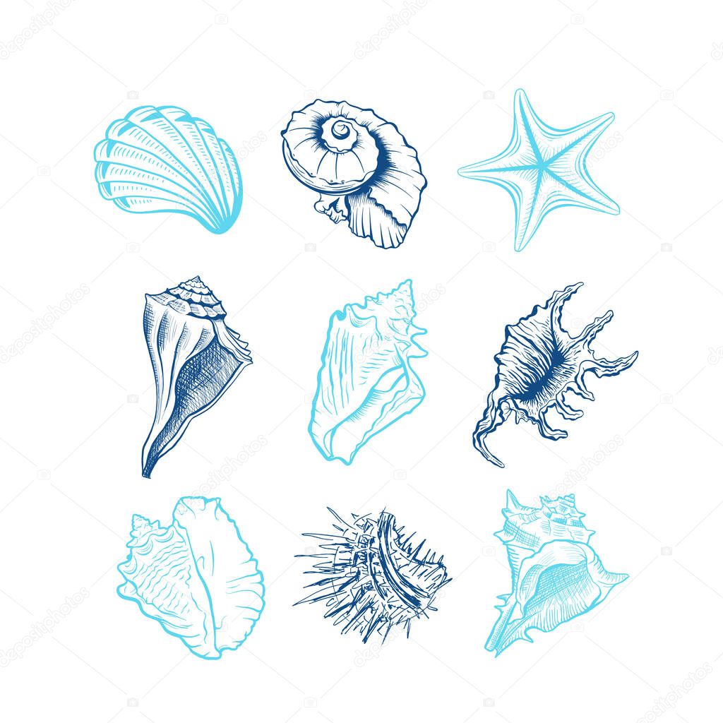 Conjunto de ilustraciones vectoriales dibujadas a mano de conchas ...