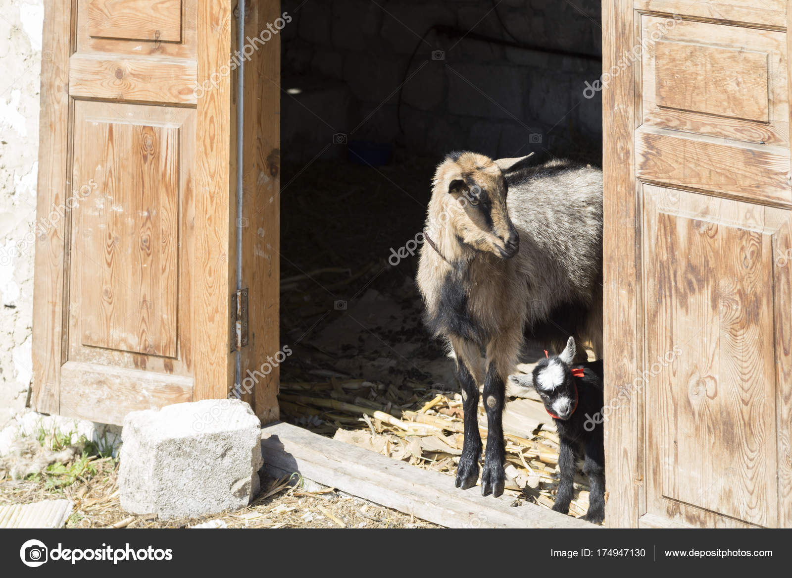 She-goat and kid in the shed. — Stock Photo © indigolotos #174947130